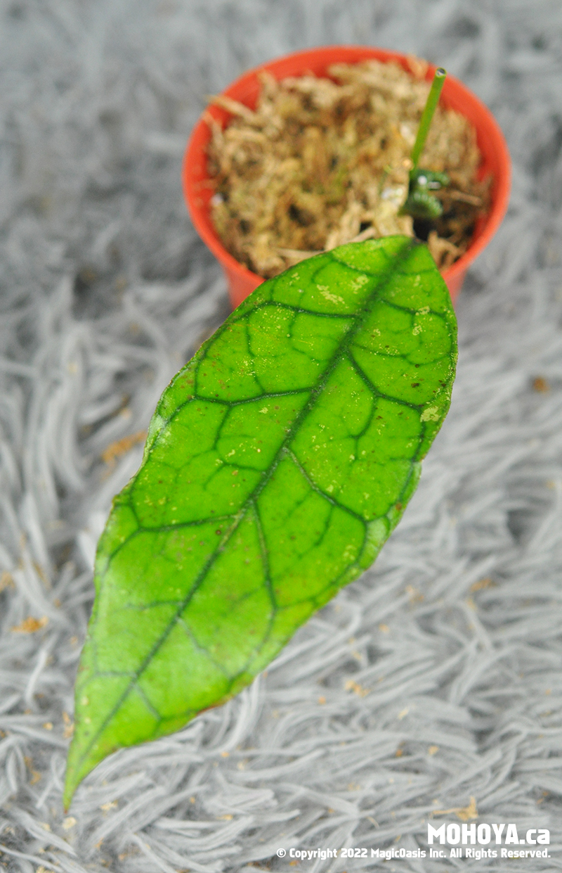 Hoya clemensiorum (Indo. Kalimantan) - Gallery - MagicOasis Hoya Club